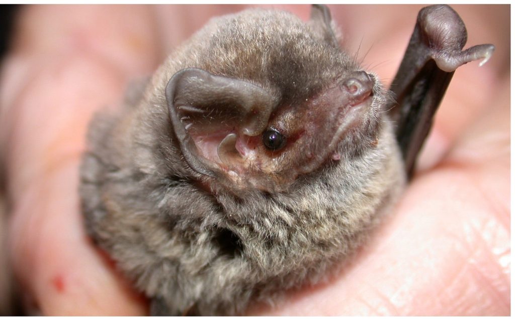 Difference Between Megabats and Microbats | Virginia Bat Pros