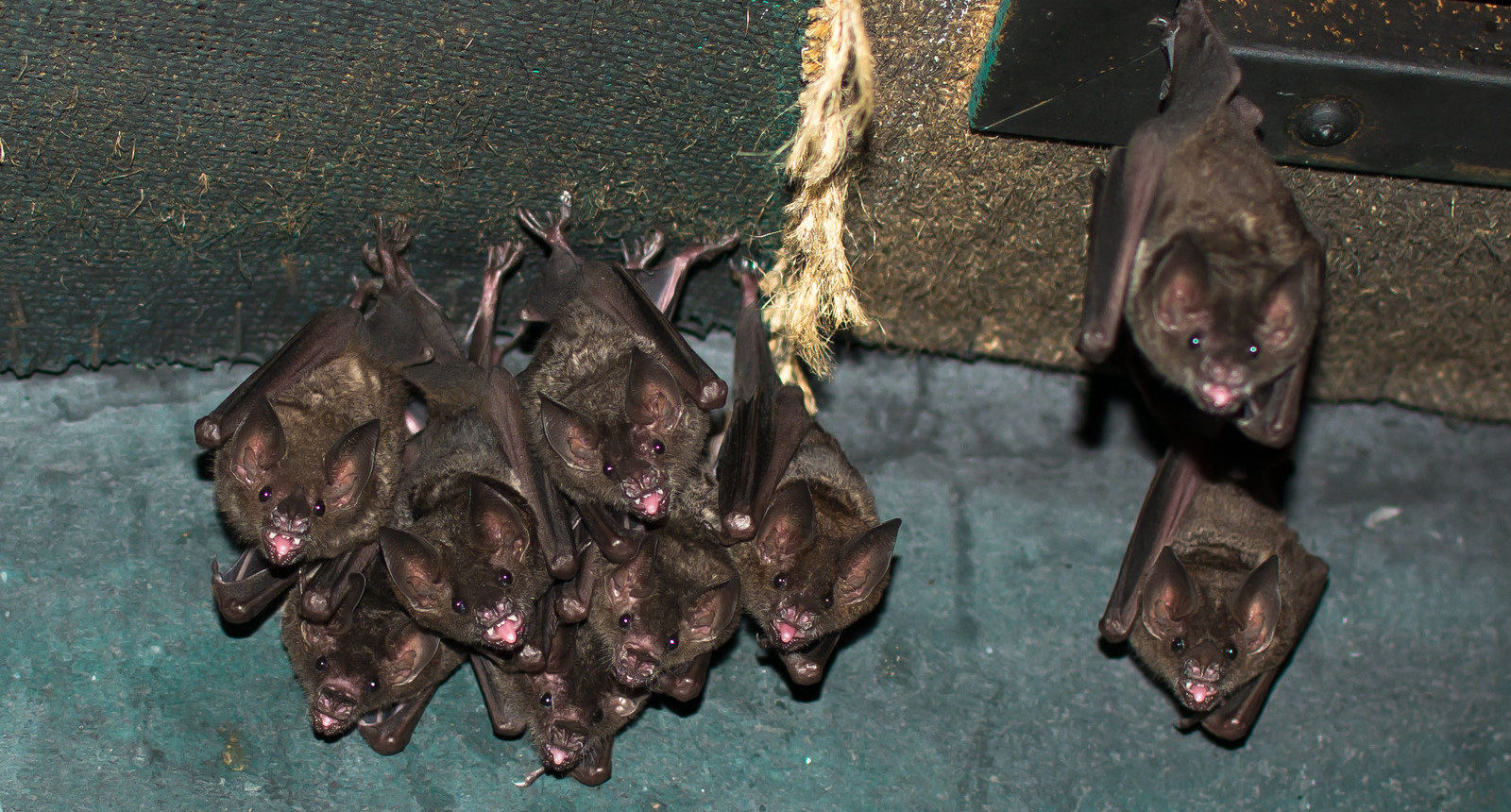 bat infestation virginia | Virginia Bat Pros