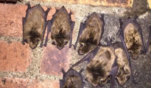 Interesting Facts About Big Brown Bats | Virginia Bat Pros