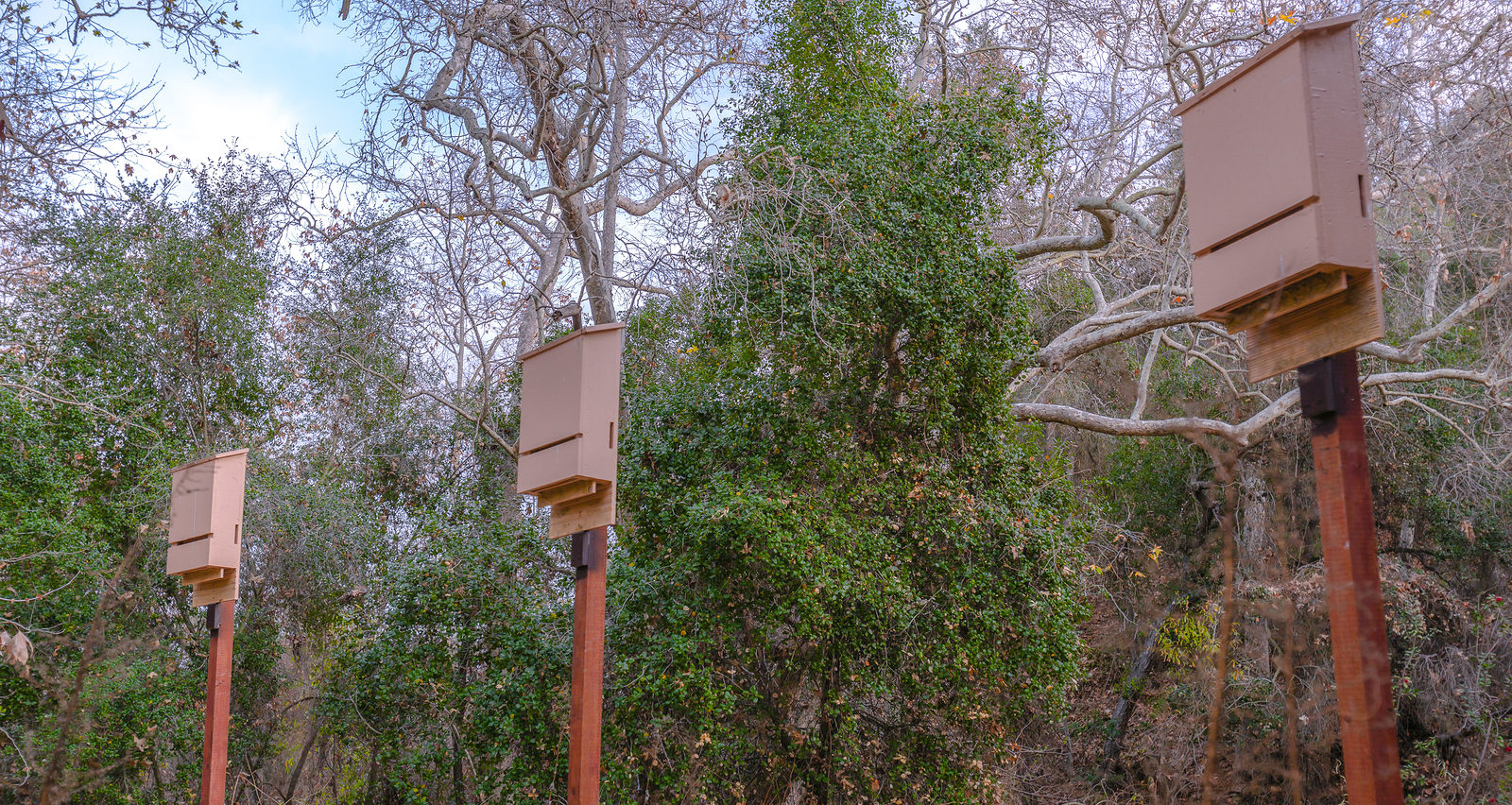 How to Properly Maintain Bat Houses | Virginia Bat Pros
