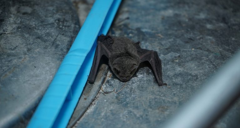 How to Help a Bat on the Ground | Virginia Bat Pros