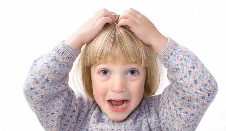 Do Bats Have Lice? | Virginia Bat Pros