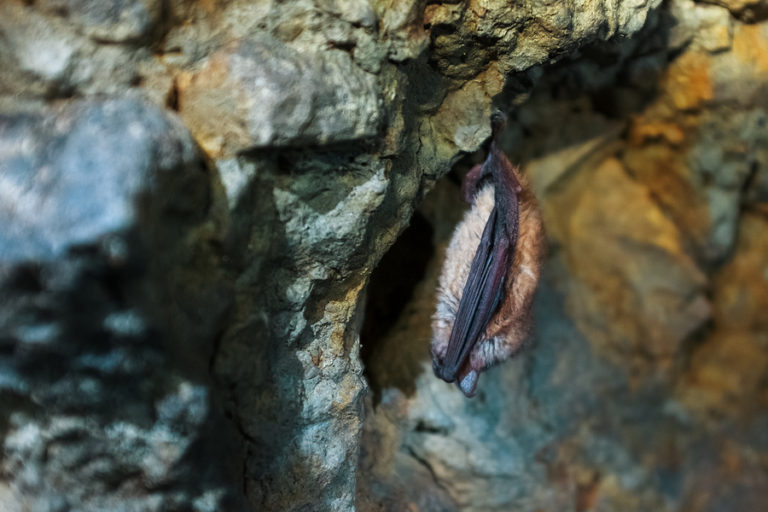 A Species Comparison of Social Bats Versus Solitary Bats | Virginia Bat ...