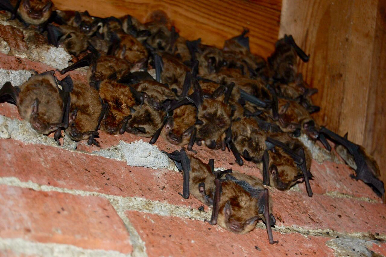 How to Tell if You Have a Bat Roost in Your House | Virginia Bat Pros