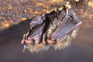 Facts About Megabats and Microbats | Virginia Bat Pros