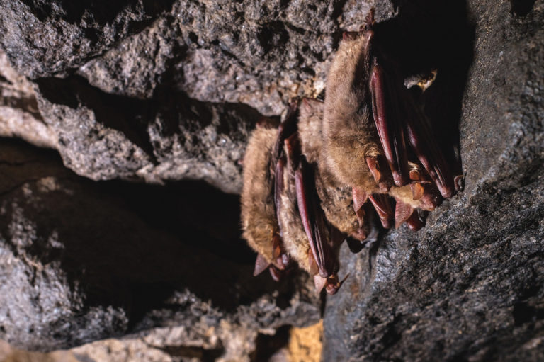 Comparing Little Brown Bats With Big Brown Bats | Virginia Bat Pros