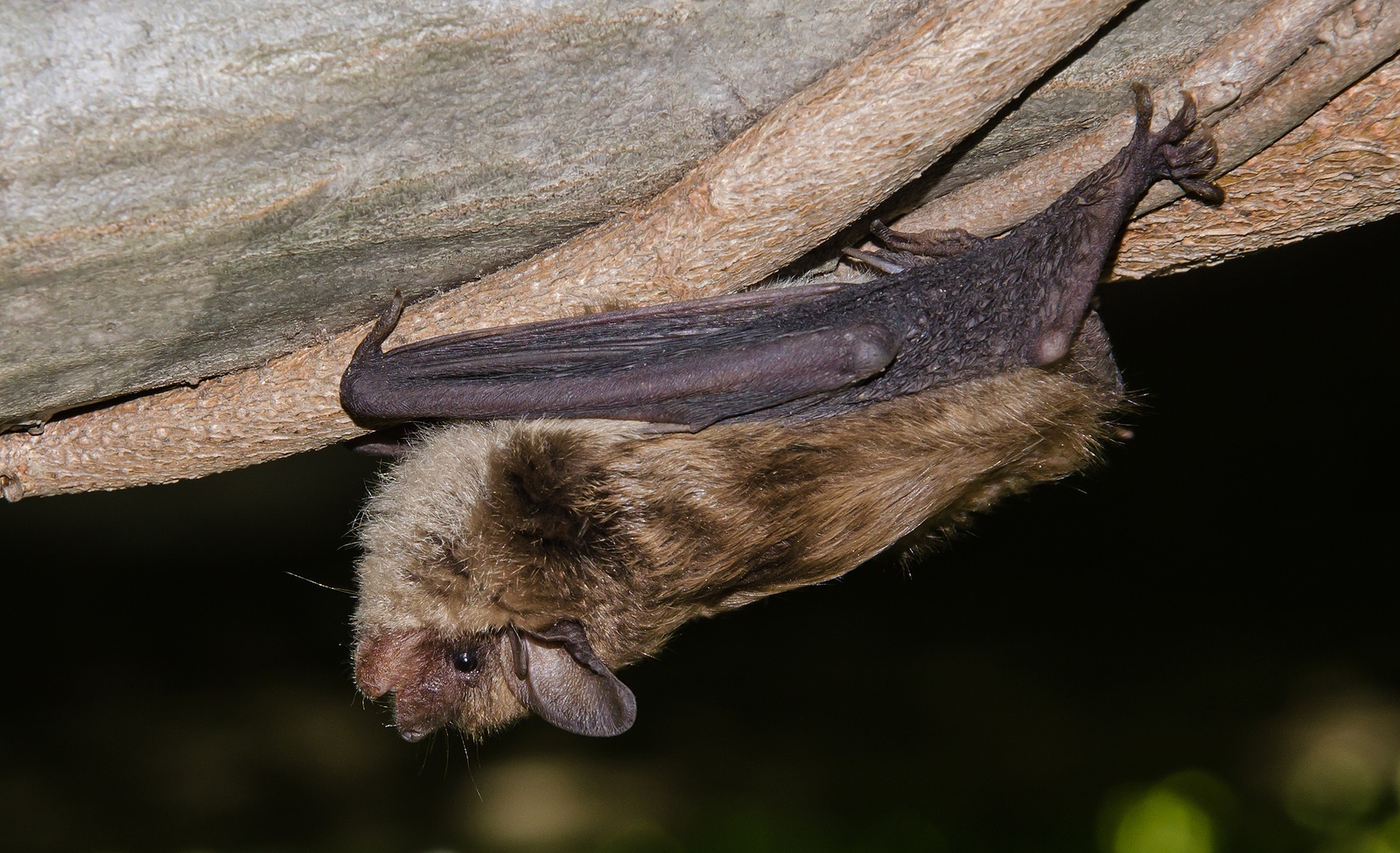 The Two Most Common Species of Bats in the Attic | Virginia Bat Pros
