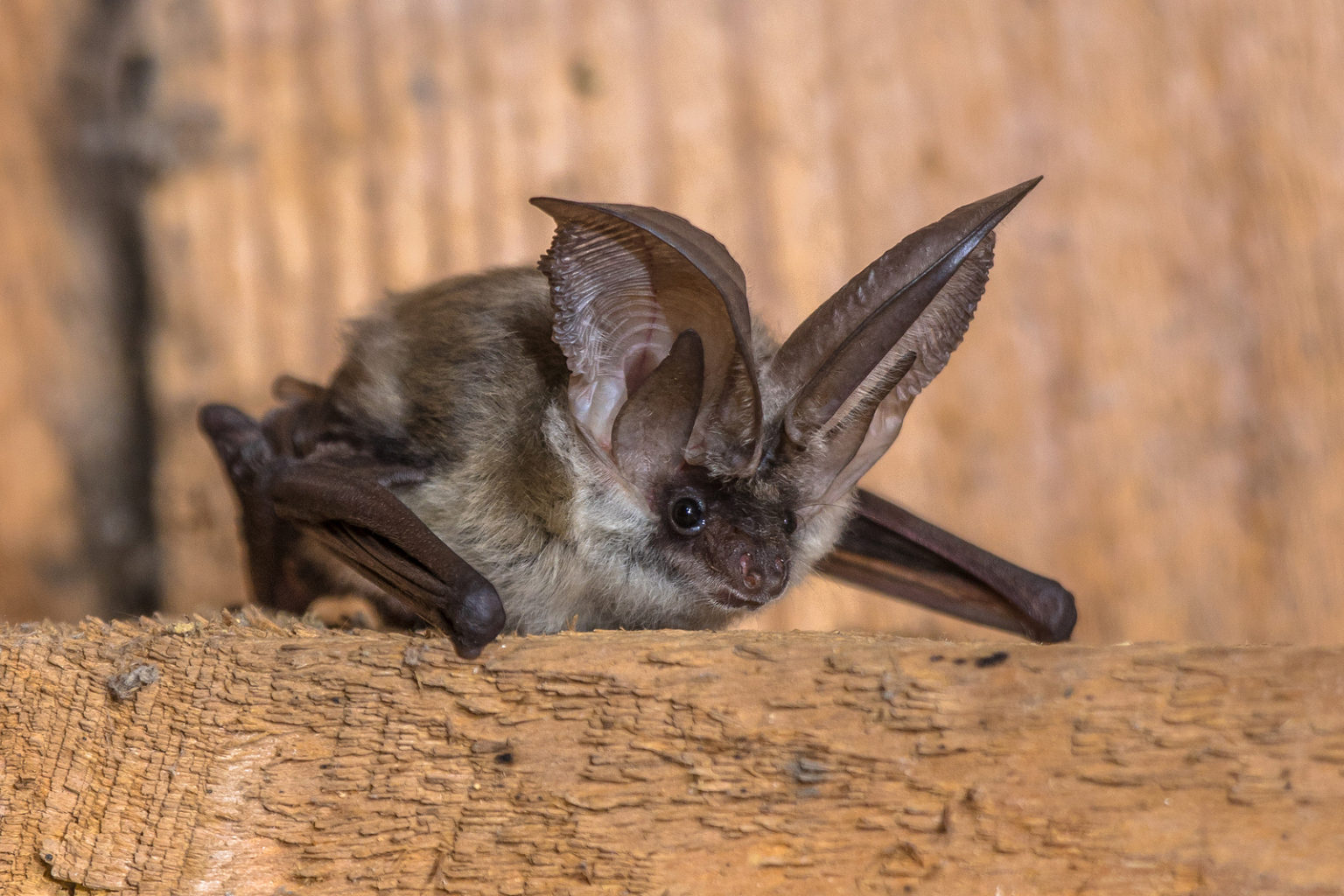 The True Facts About Bats and Blindness | Virginia Bat Pros