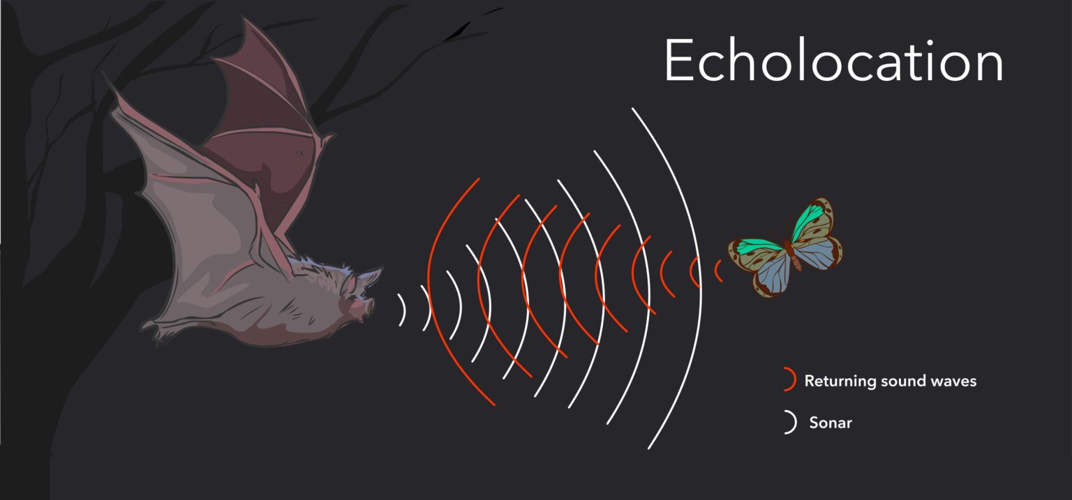 Do Bats Use Sounds to See? | Virginia Bat Pros