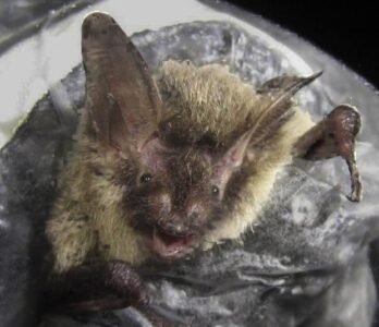 3 Big-Eared Bat Species Found in Virginia | Virginia Bat Pros