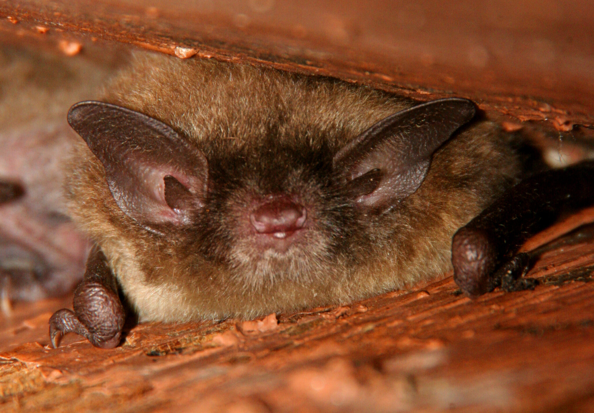 How to Detect a Bat Infestation in Your House | Virginia Bat Pros