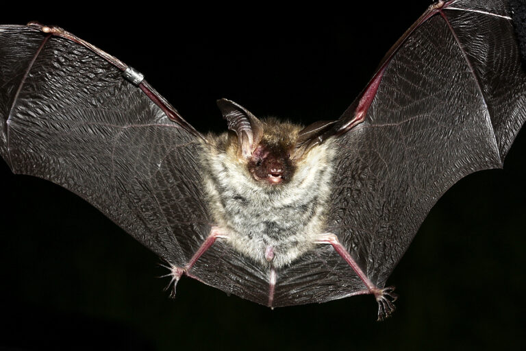 Virginia Big-Eared Bat Facts | Virginia Bat Pros