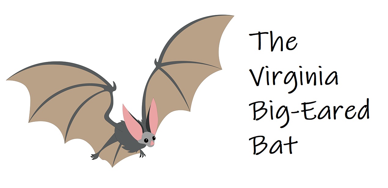 Why is the Virginia Big Eared Bat Endangered? | Virginia Bat Pros