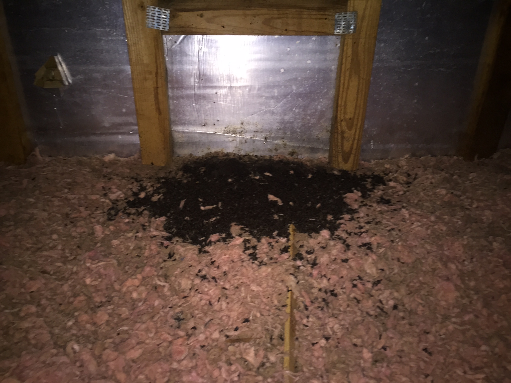 bat poop look like | Virginia Bat Pros