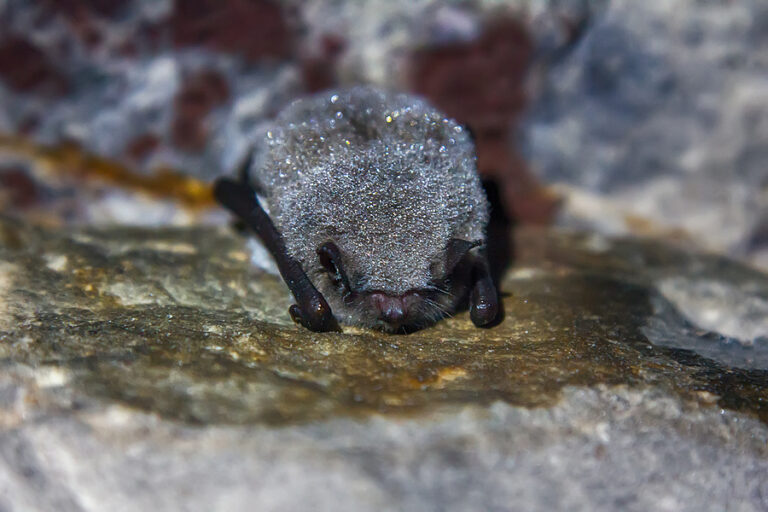 Do Bats Migrate in the Winter? | Virginia Bat Pros Do Bats Migrate in the Winter? | Virginia Bat Pros